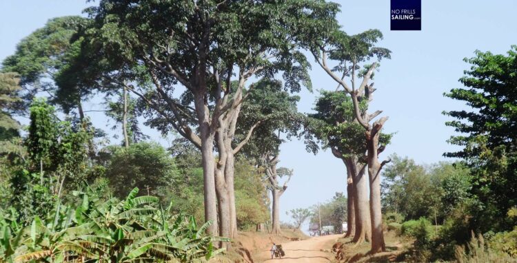 Iroko is the new Teak